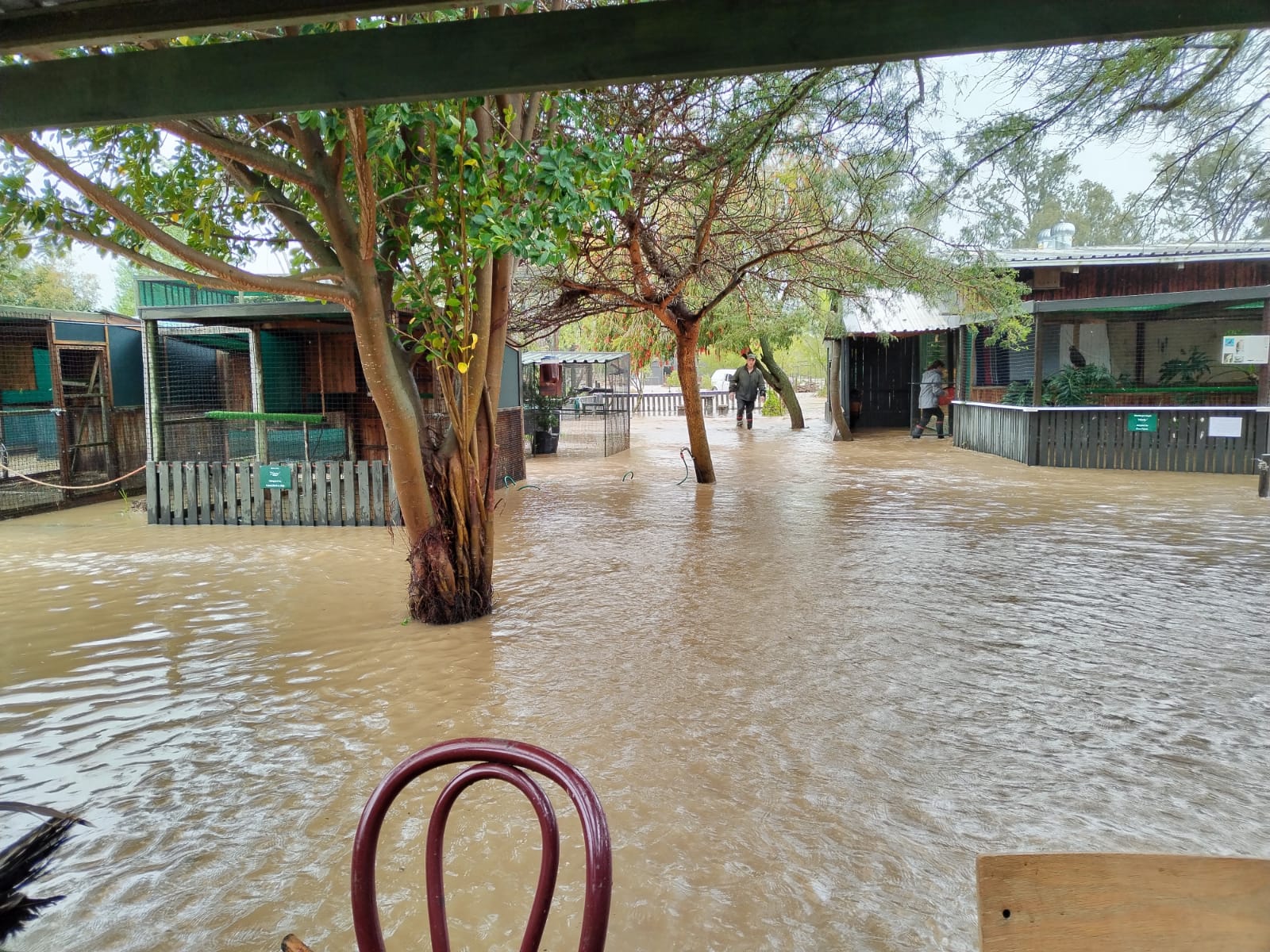 Eagle Encounters: Navigating Complexities in Wildlife Rehabilitation - Cape Town Today